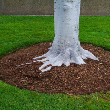 Commercial Mulch Used in Large-Scale WA Landscaping Projects - DSATCO